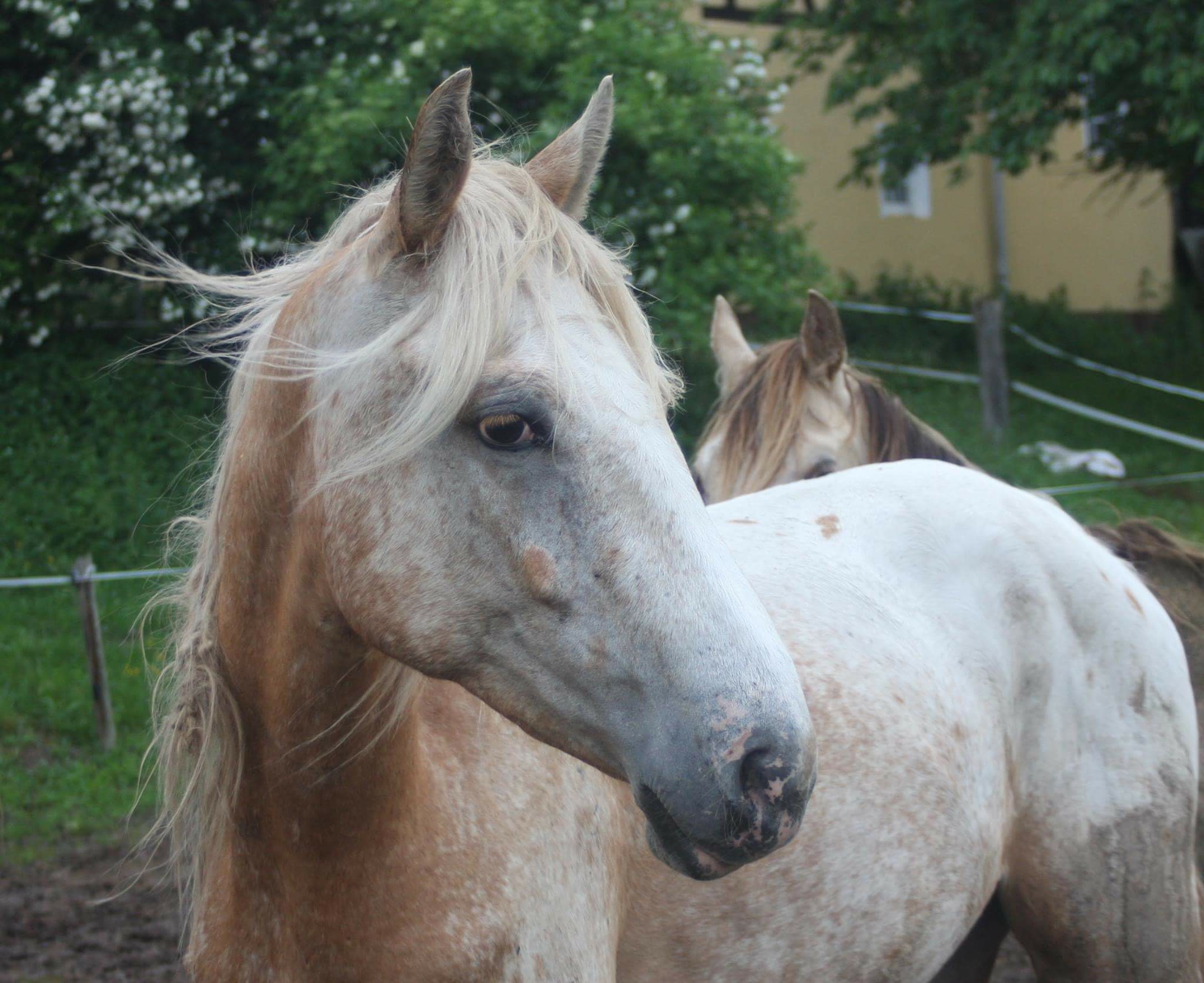 Merle | The Dynamo Stud